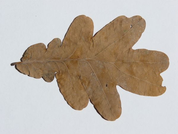 texture 0062 - Texturelib